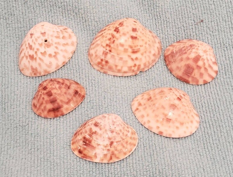 6 Calico Clam Shells From Florida | Etsy