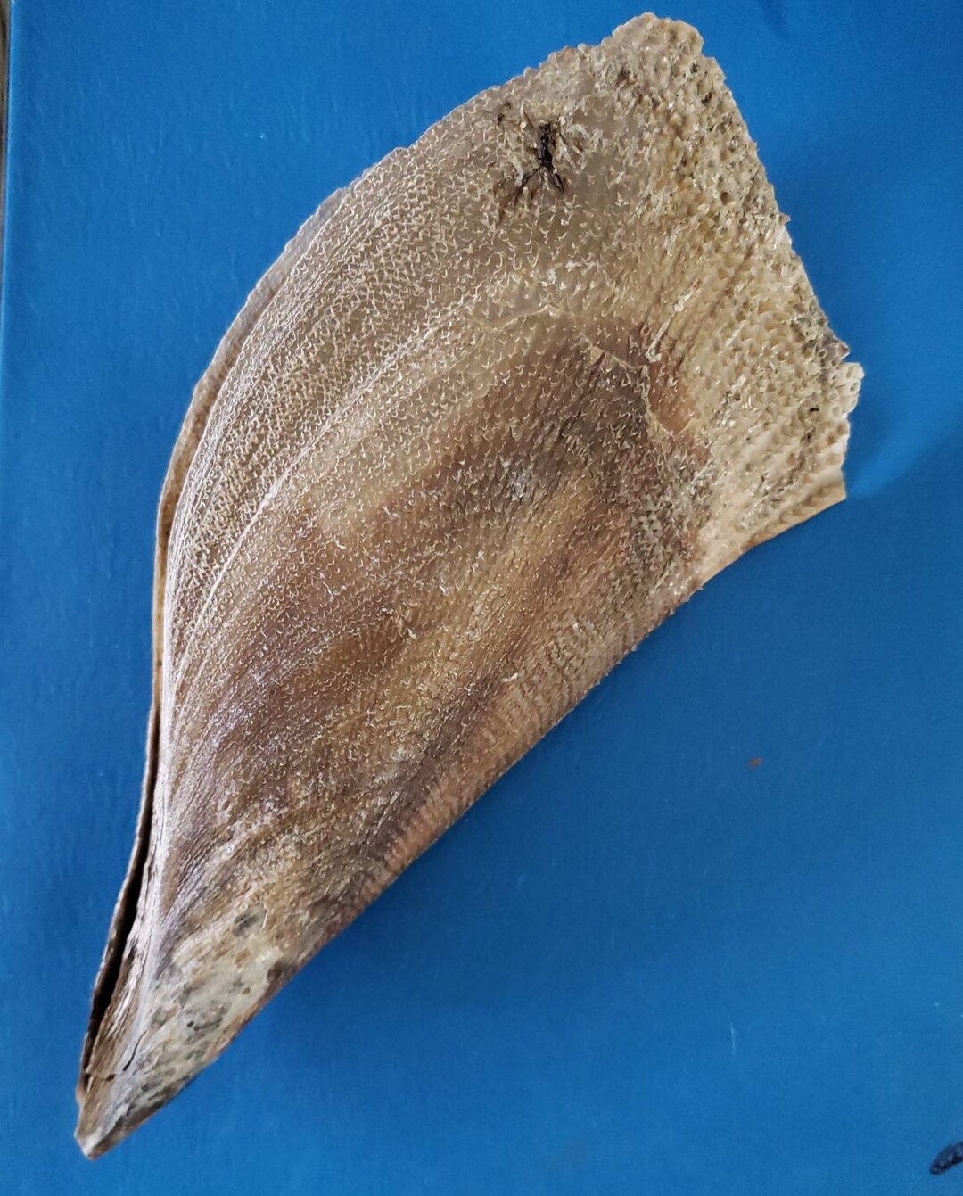 Massive Sawtooth Pen Shell Sanibel - Etsy