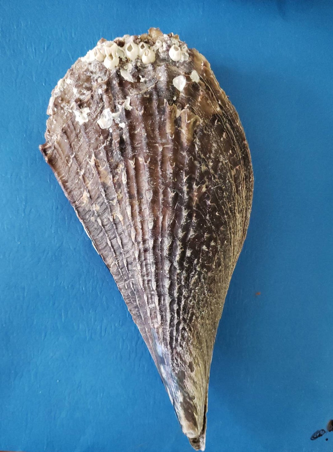 Buy One Get 1 Smaller Size Free!!! Massive Hard Pen Shell From Florida ...