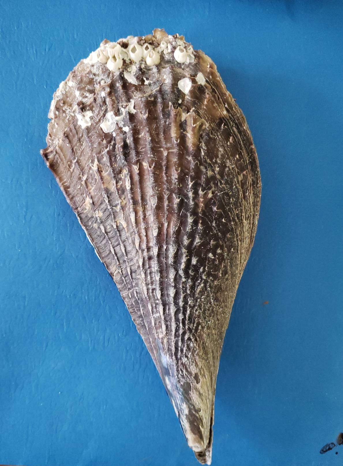 Florida Rough Pen Shell