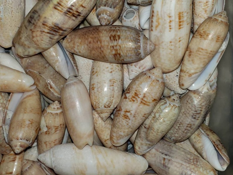 10 Assorted Lettered Olive Shells From Florida | Etsy