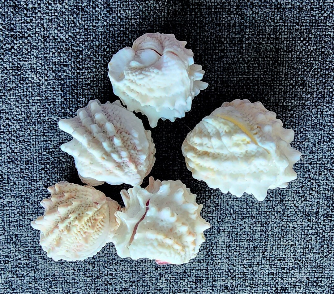 5 Complete Jewel Box Shells - Etsy
