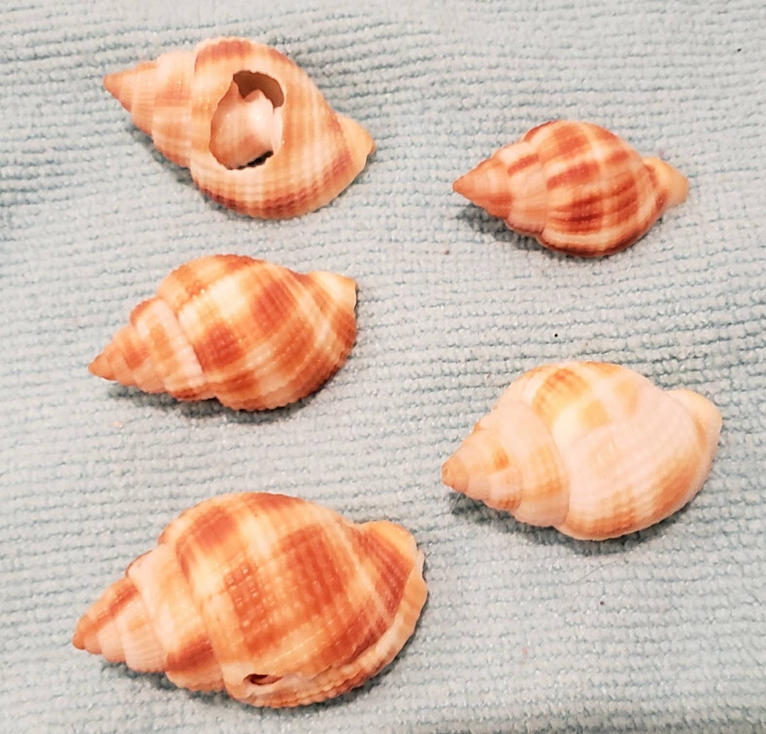 5 Common Nutmeg Shells From Florida! - Etsy