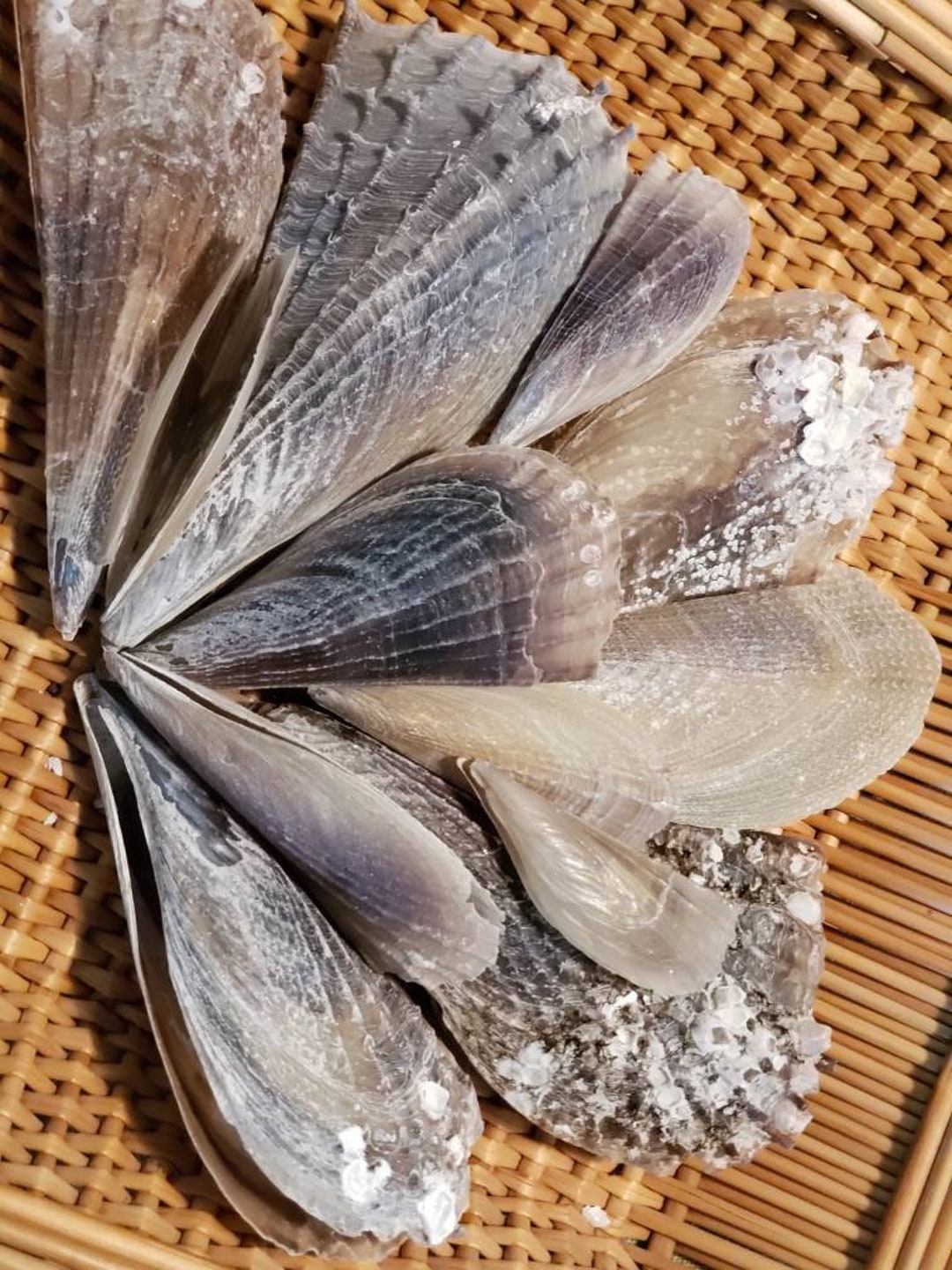 2 Juvenile Pen Shells From Florida! Plus 2 Free!!!! - Etsy