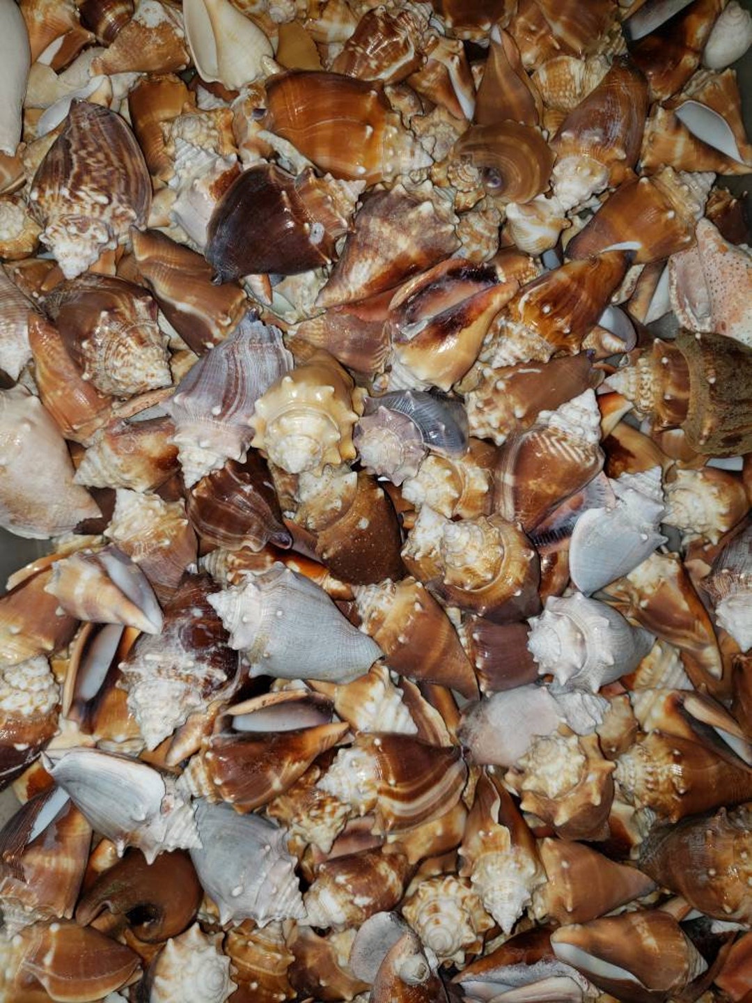 10 Florida Fighting Conch Shells! Plus 3 Bonus Shells! - Etsy