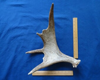Moose bone | Etsy