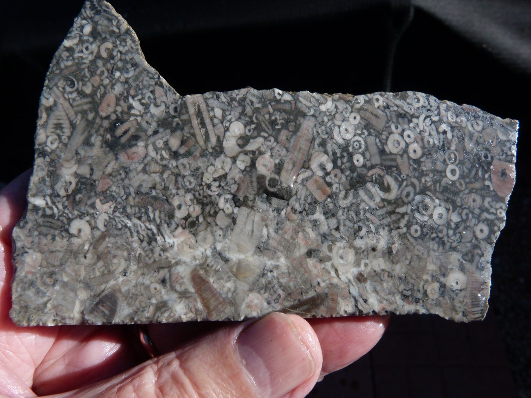 Crinoid Marble Slab - Etsy