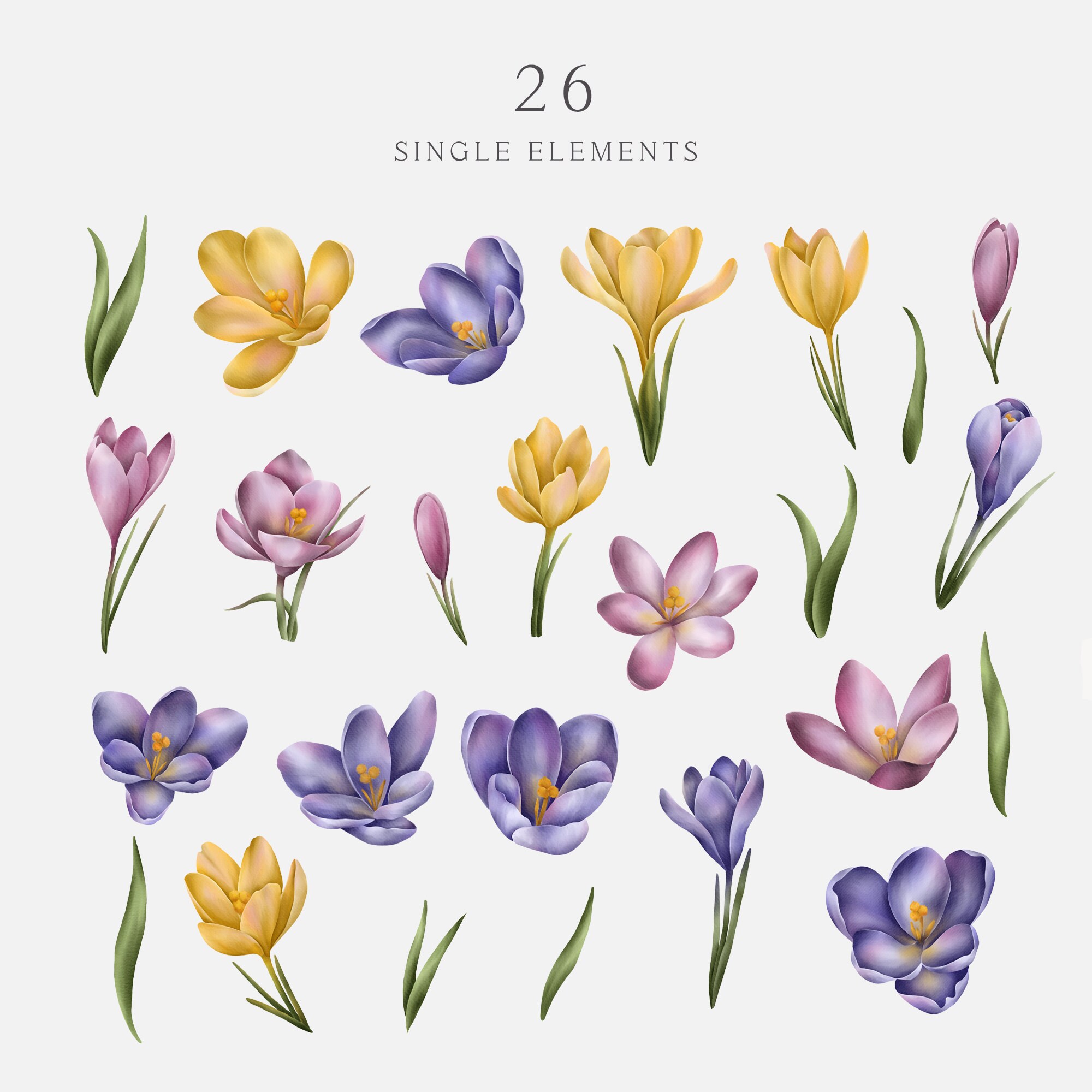 Spring Flowers Clipart, Crocus Clipart, Colorful Floral Clipart, Pink ...