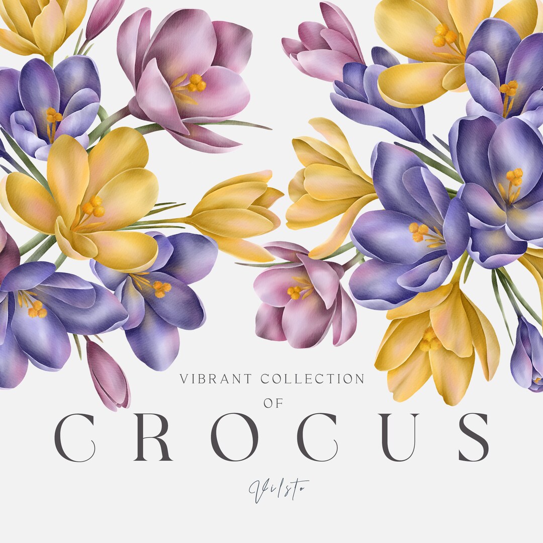 Spring Flowers Clipart, Crocus Clipart, Colorful Floral Clipart, Pink ...