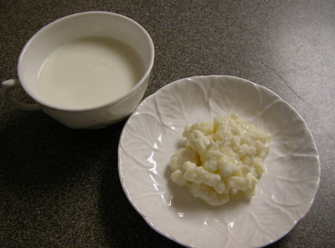 Milk Kefir Grains Raw Live Organic Local Farm Homemade Caucasus Origin ...