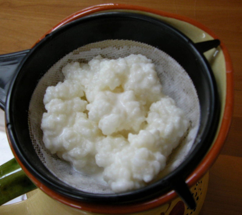 Milk Kefir Grains Raw Live Organic Local Farm Homemade Caucasus Origin ...