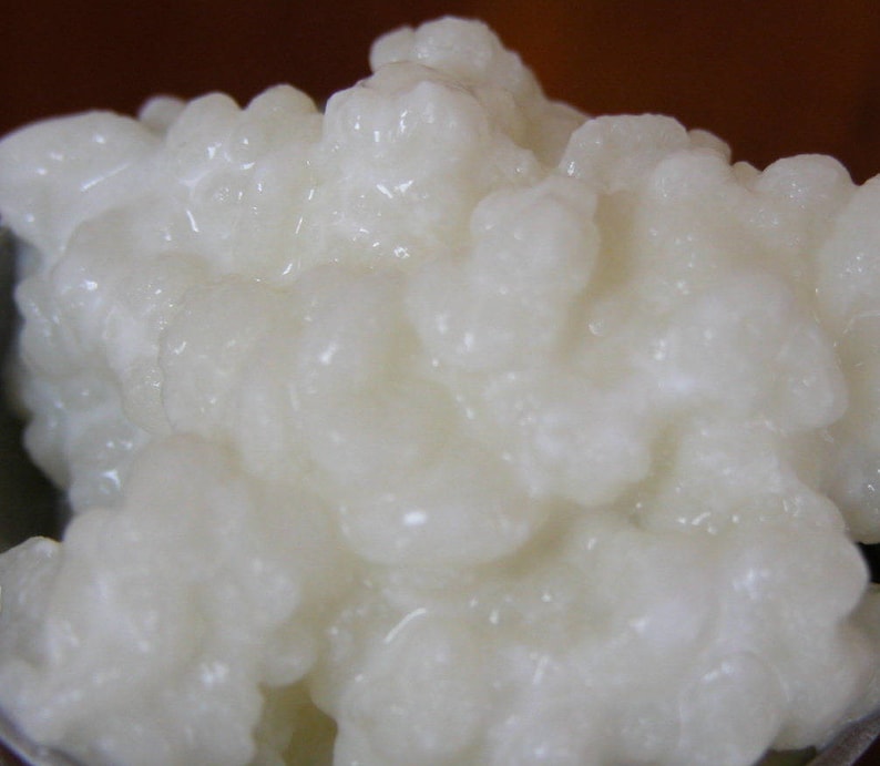 Milk Kefir Grains Raw Live Organic Local Farm Homemade Caucasus Origin ...