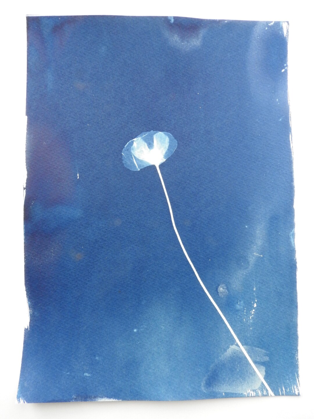 A4 Cyanotype of a Poppy. - Etsy