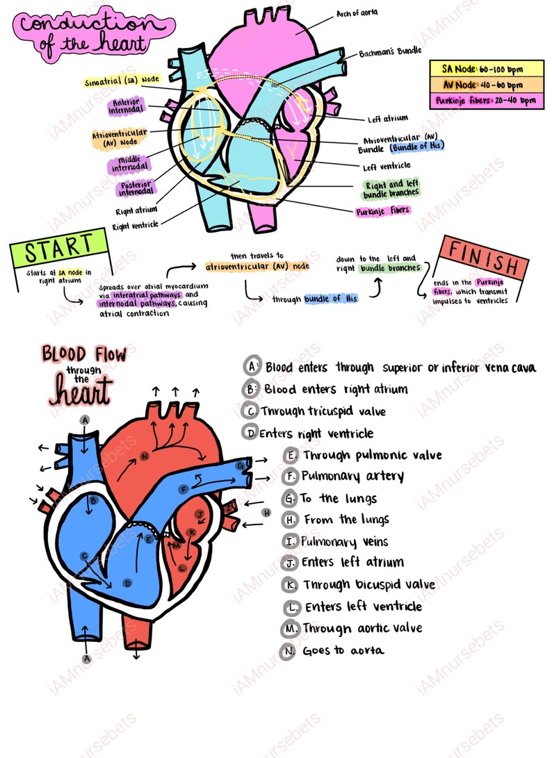 Flow and Conduction of Heart Notes - Etsy