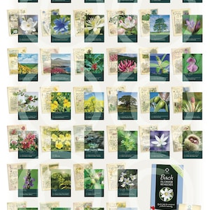 Bach Flower Essence Complete Kit in Wooden Case. Practitioner Remedy ...