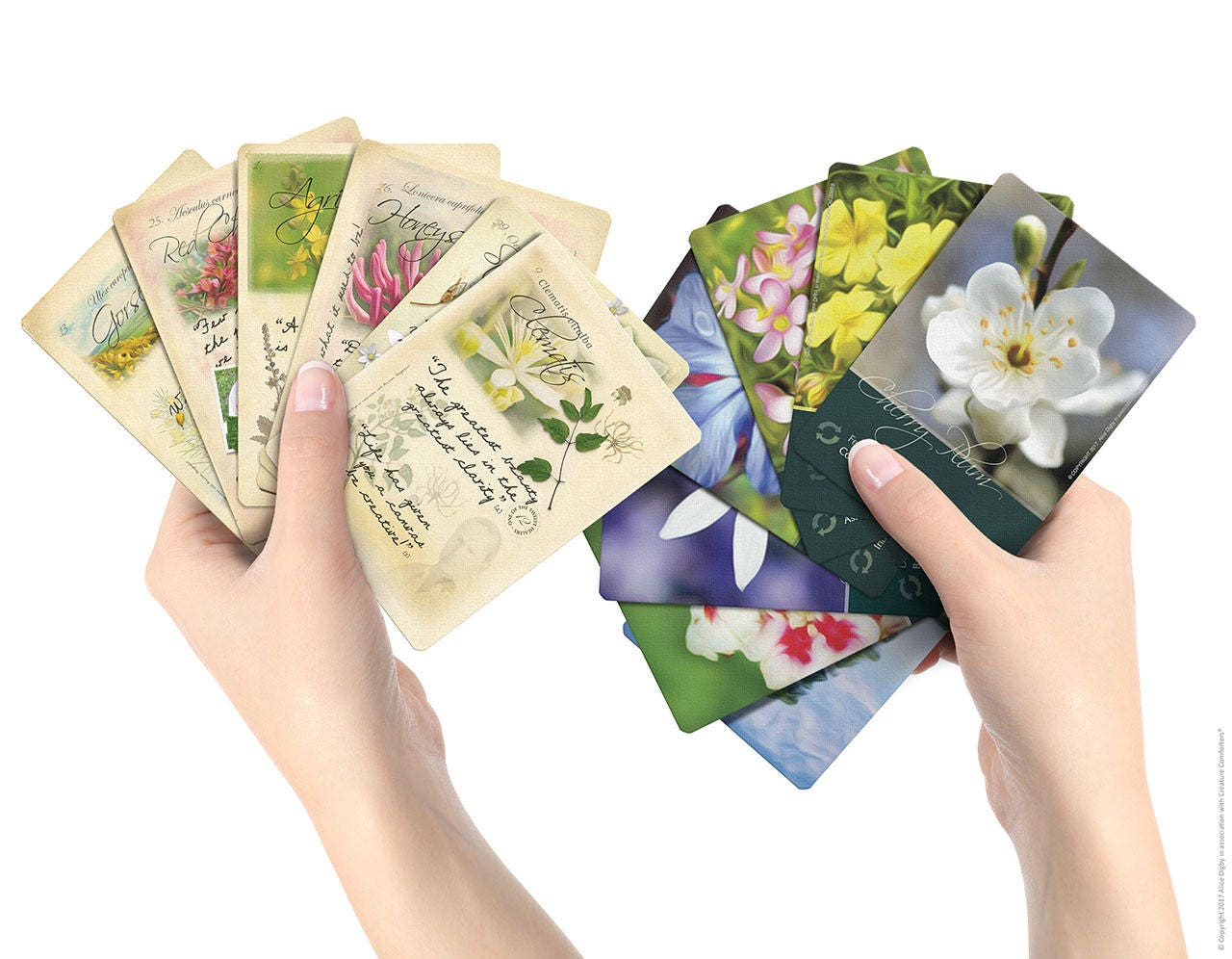 Bach Flower Divination Cards Pack - Etsy