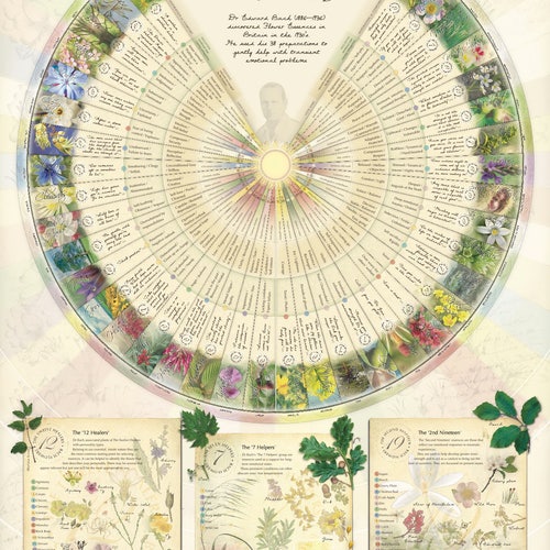 Bach Flower Poster Wall Chart for the 38 Essences. A1 - Etsy