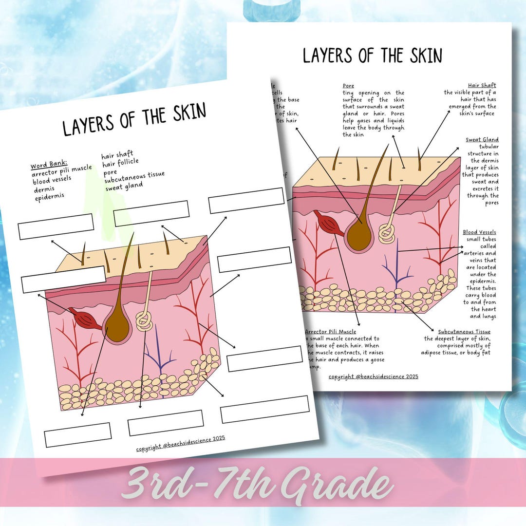 Layers of the Skin Diagram Labeling Worksheet - Elementary & Middle ...