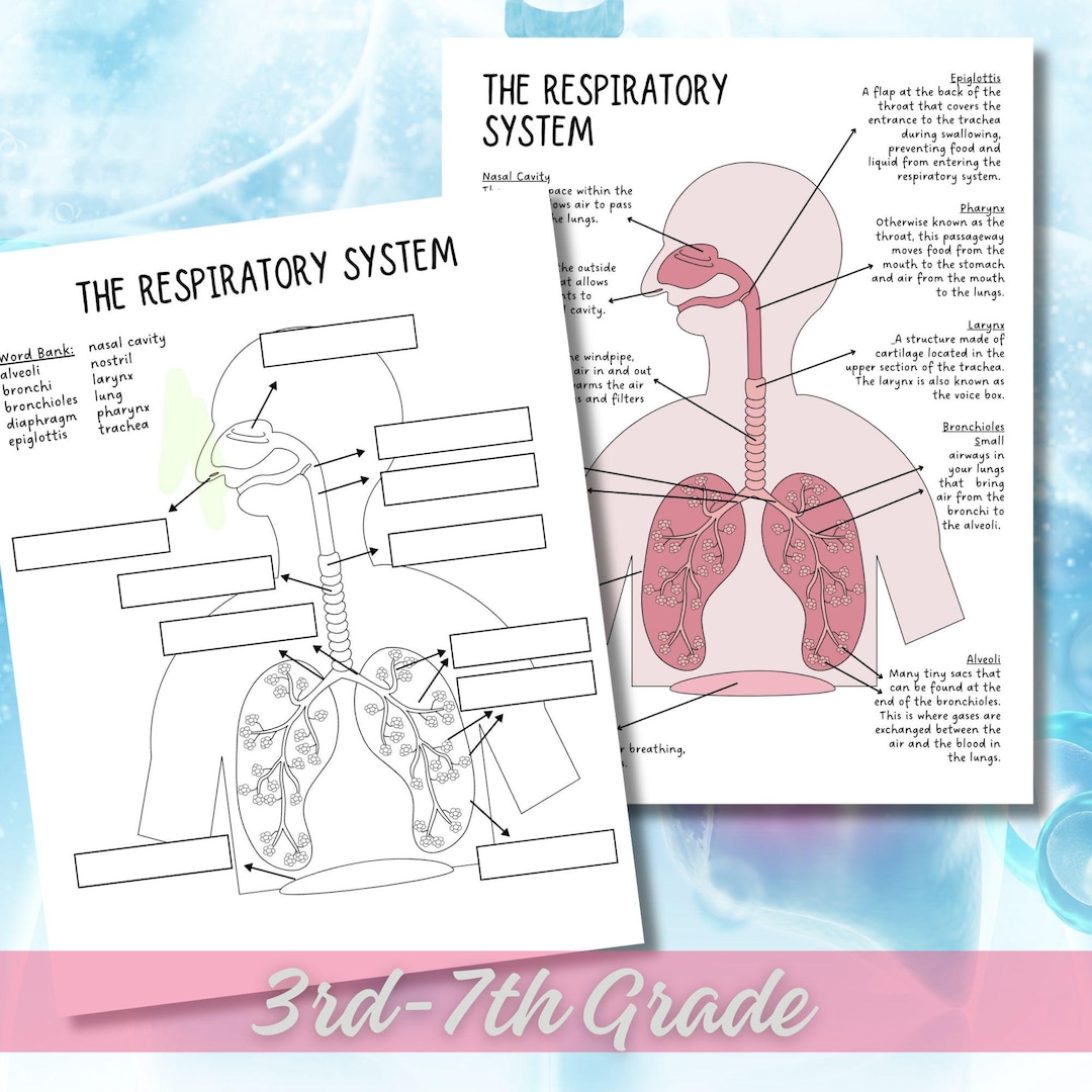 Parts of the Respiratory System Diagram Labeling Worksheet - Elementary ...