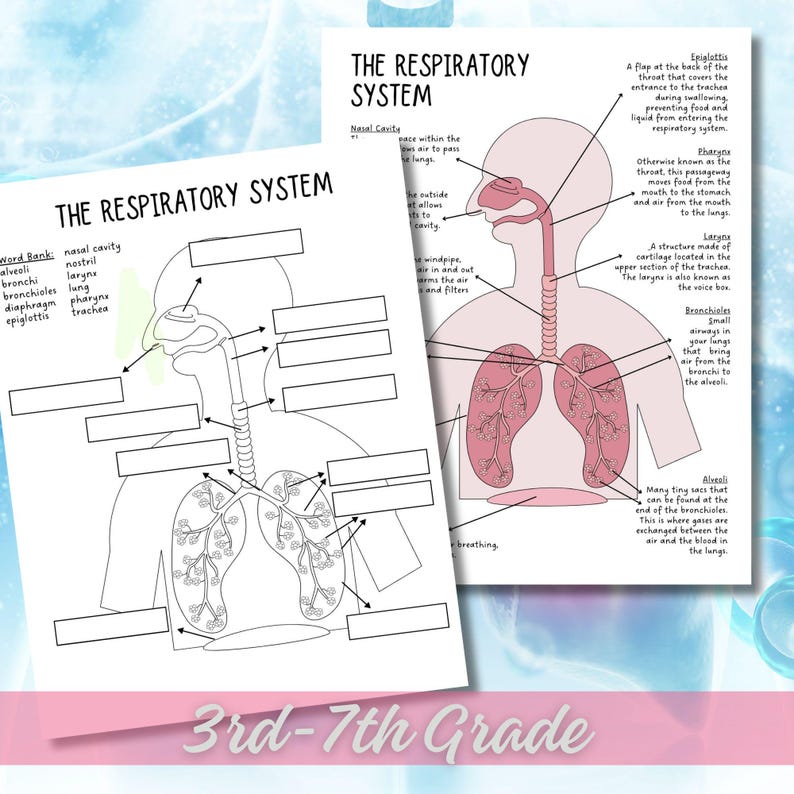 Parts of the Respiratory System Diagram Labeling Worksheet - Elementary ...