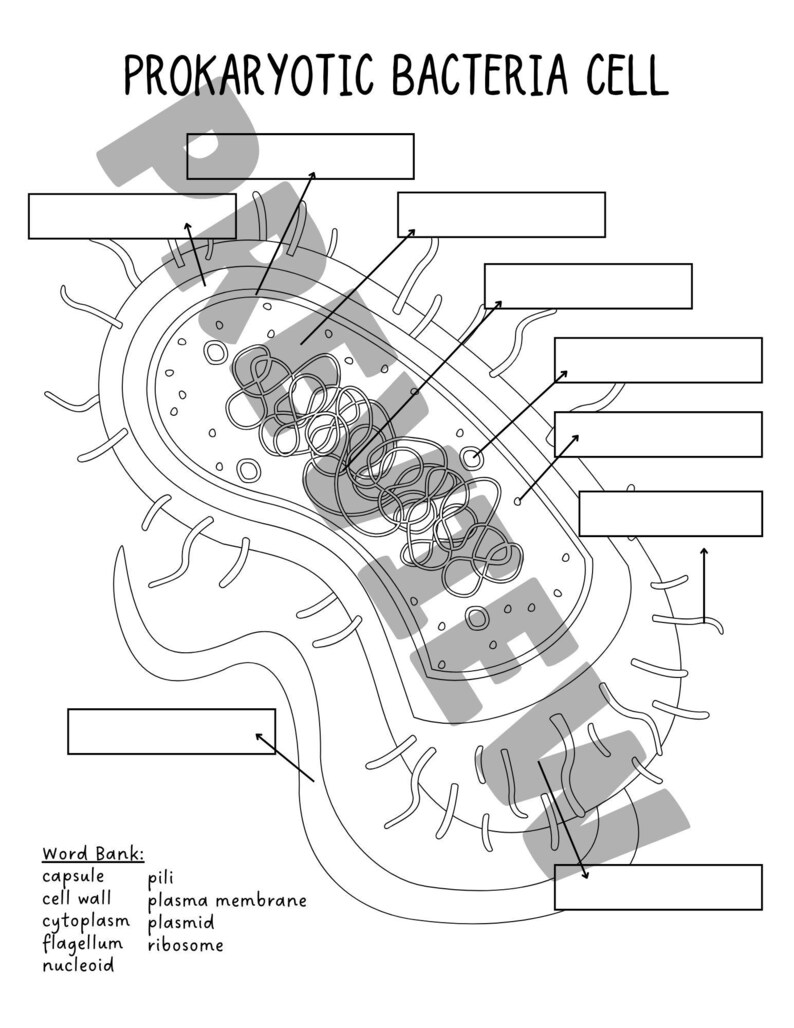 Parts of a Prokaryotic Bacteria Cell Labeling Worksheet - Upper ...