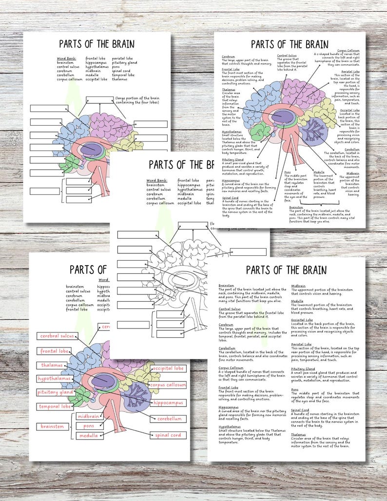 Parts of the Brain Diagram Labeling Worksheet - Upper Elementary ...