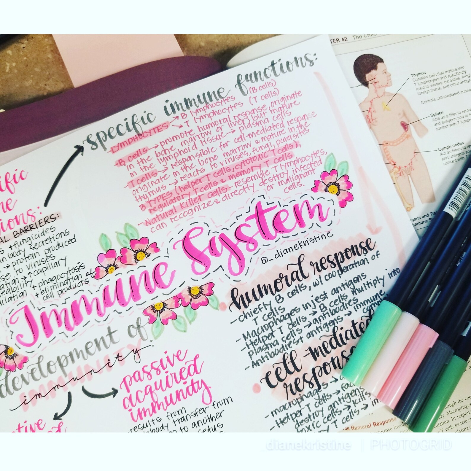 Immune System- Nursing Notes/ Concept Map- Pediatrics Semester - Etsy