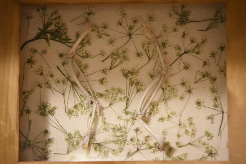 Articulated White Dove Wing Bones in Wooden Box Frame // Real Bone - Etsy