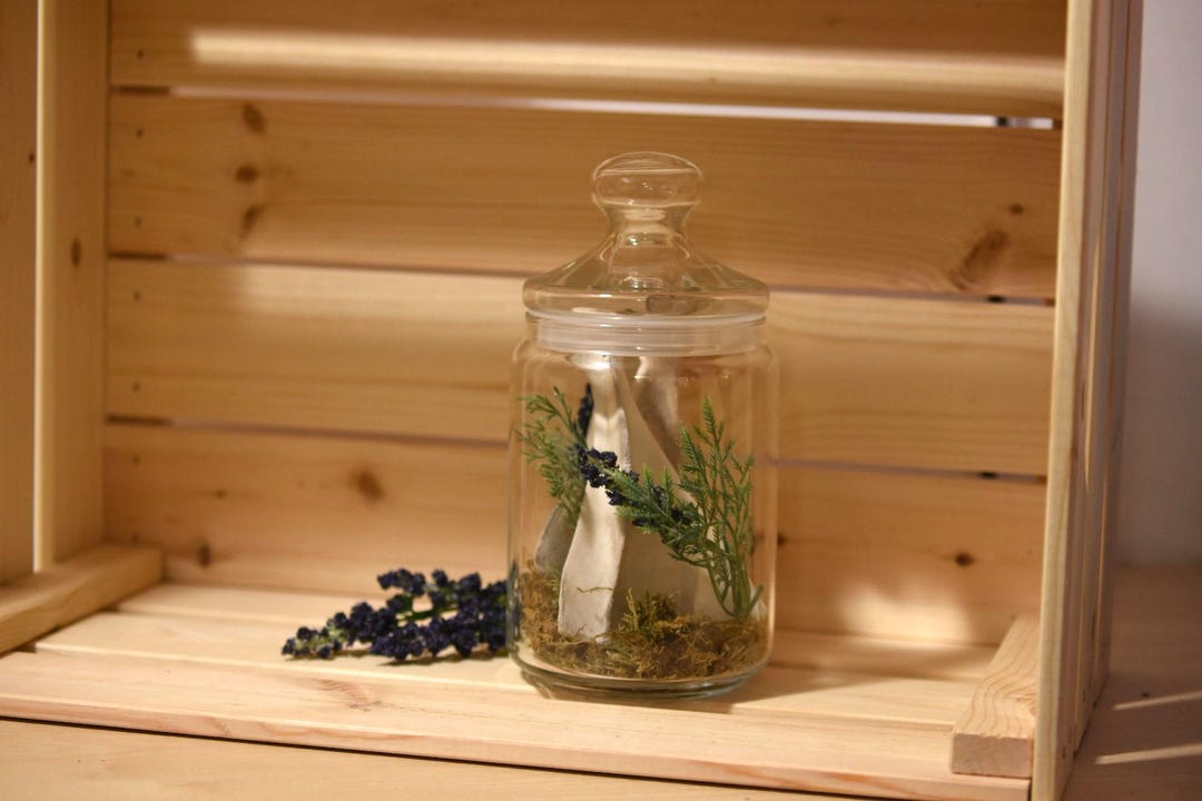 Deer Scapula in Jar // Real Bone - Etsy