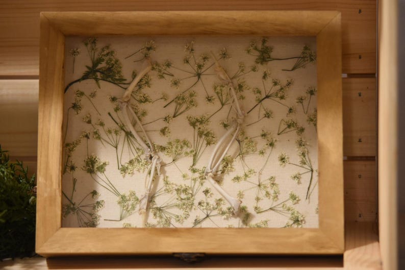 Articulated White Dove Wing Bones in Wooden Box Frame // Real Bone - Etsy