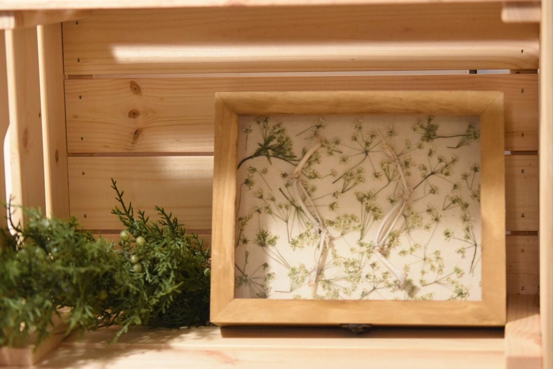 Articulated White Dove Wing Bones in Wooden Box Frame // Real Bone - Etsy