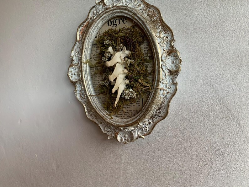 Fox Vertebrae in Frame Wall Display // Real Bone - Etsy