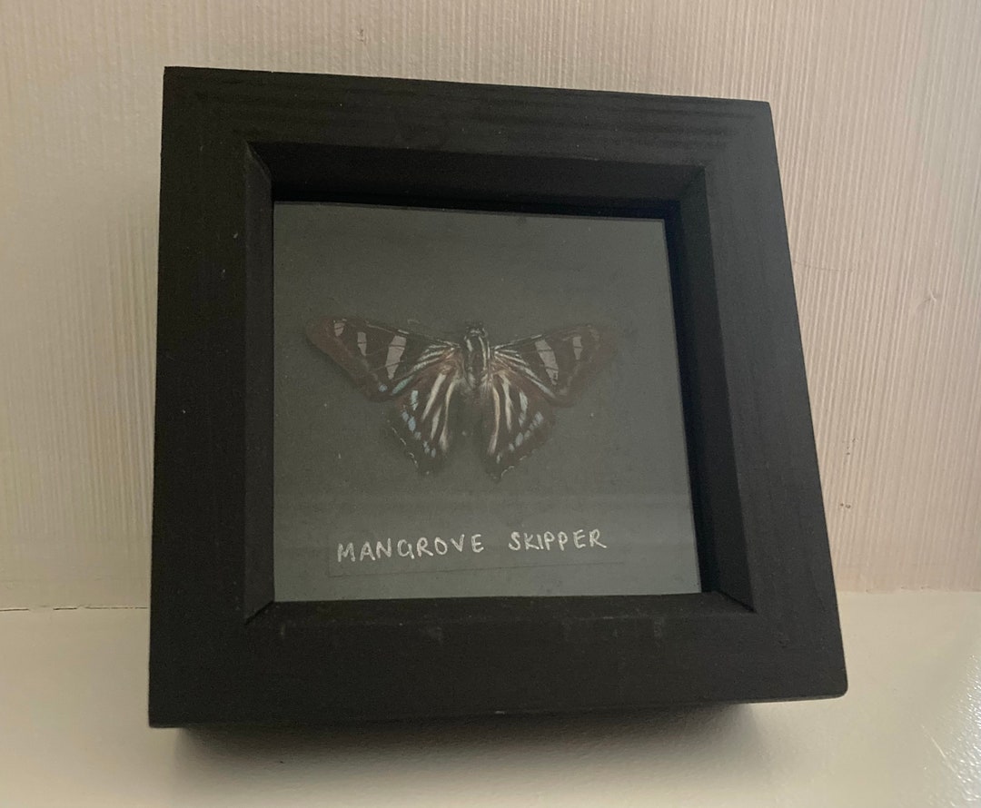 Mangrove Skipper Butterfly Pinning // Box Frame Small - Etsy