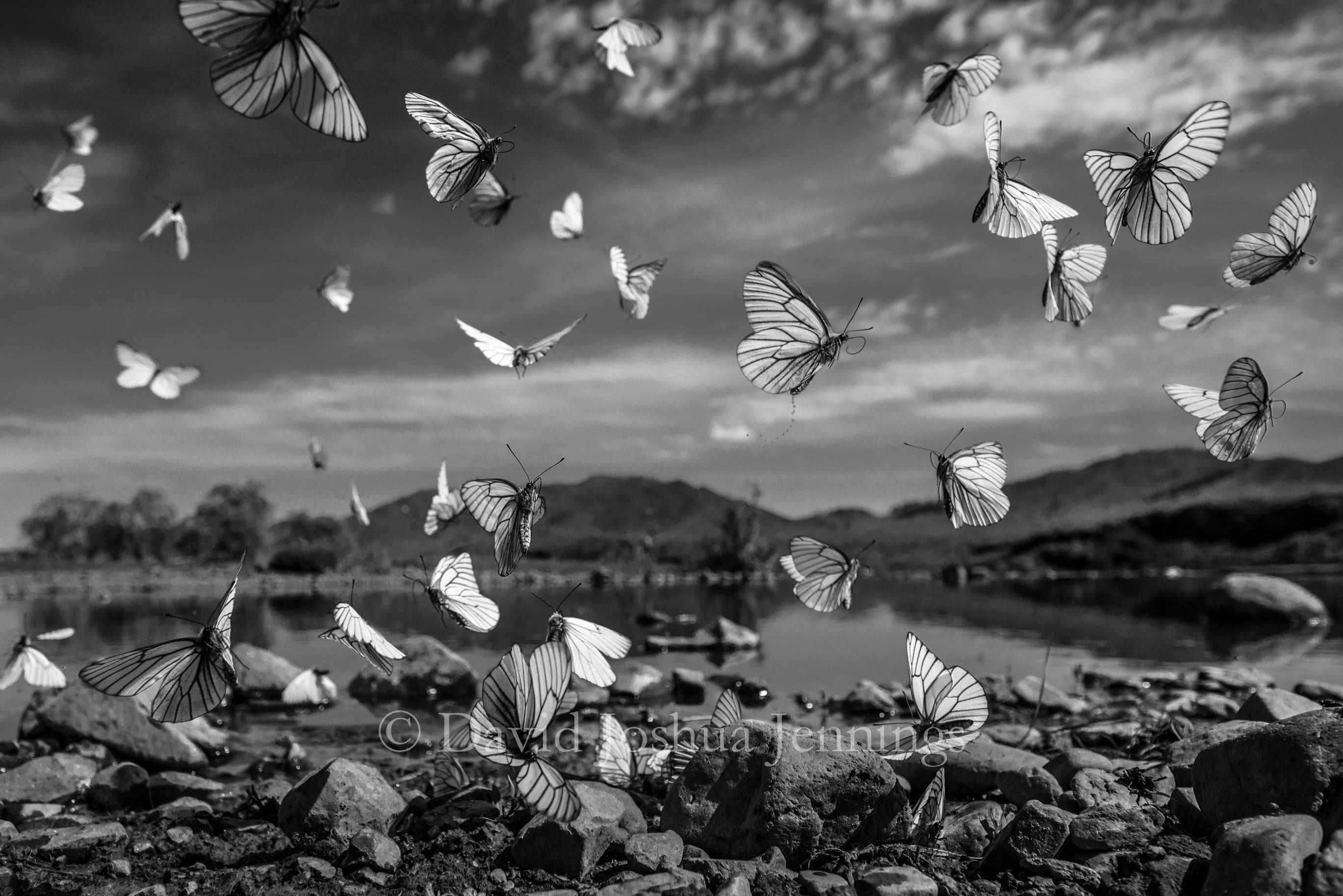 Aphoria Crataegi - White Butterflies - Mongolia 2015 - Wildlife - Fine ...
