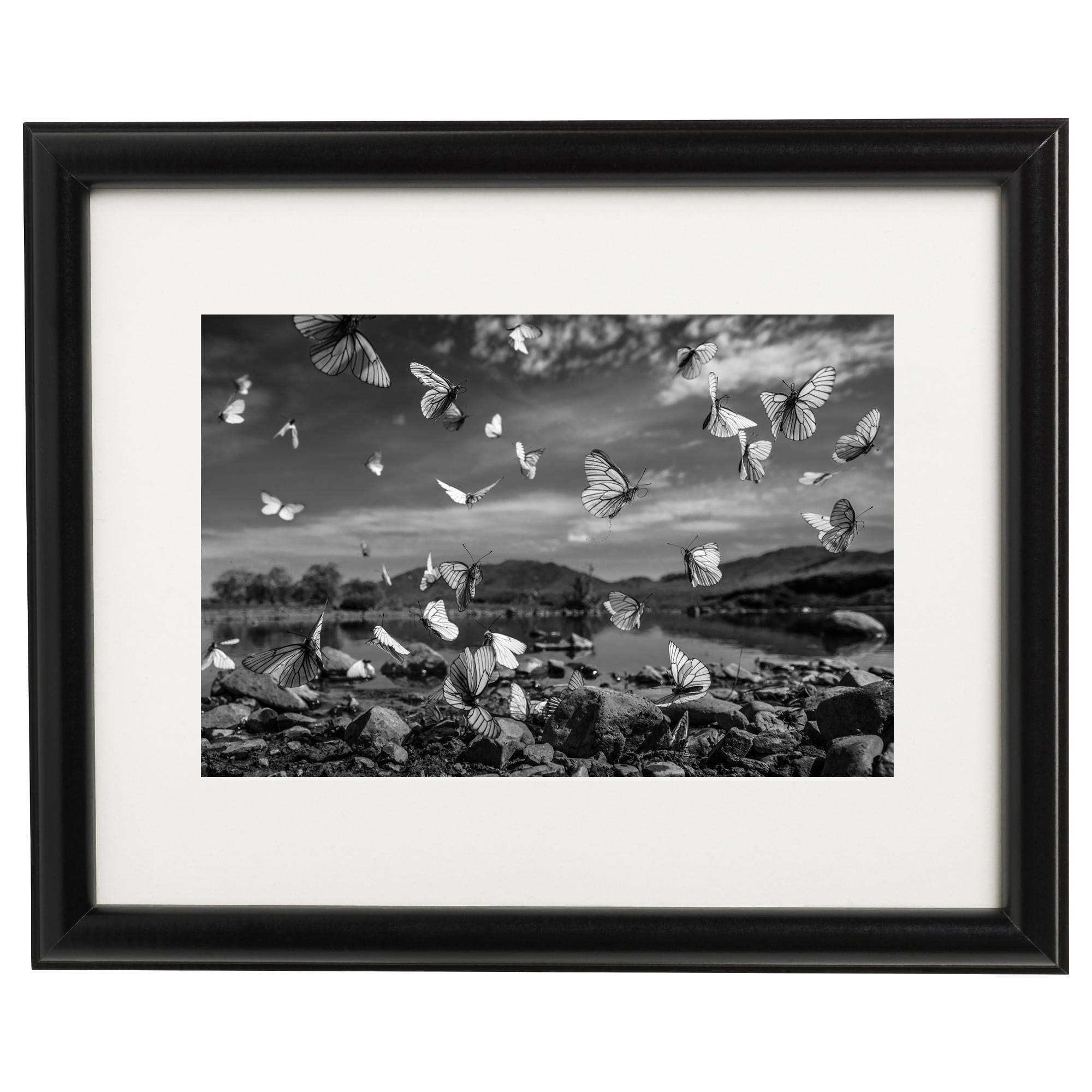 Aphoria Crataegi - White Butterflies - Mongolia 2015 - Wildlife - Fine ...