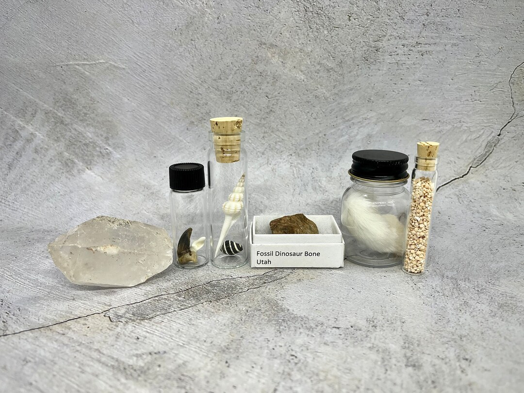 Curio Set ~ Oddities Set ~ Oddities Box - Etsy