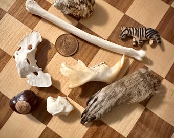 Personalized Bone Throwing Set Custom-made Bone Casting Set Osteomancy ...