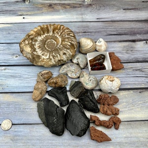 Fossil Bulk Lot - Ammonite Baltic Amber Megalodon Trilobite Bivlave ...