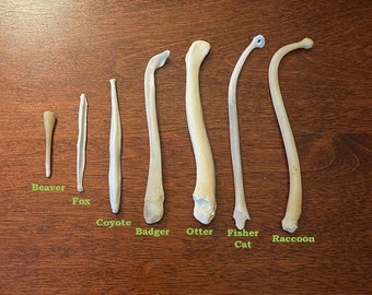 Beaver Penis Bone - Etsy