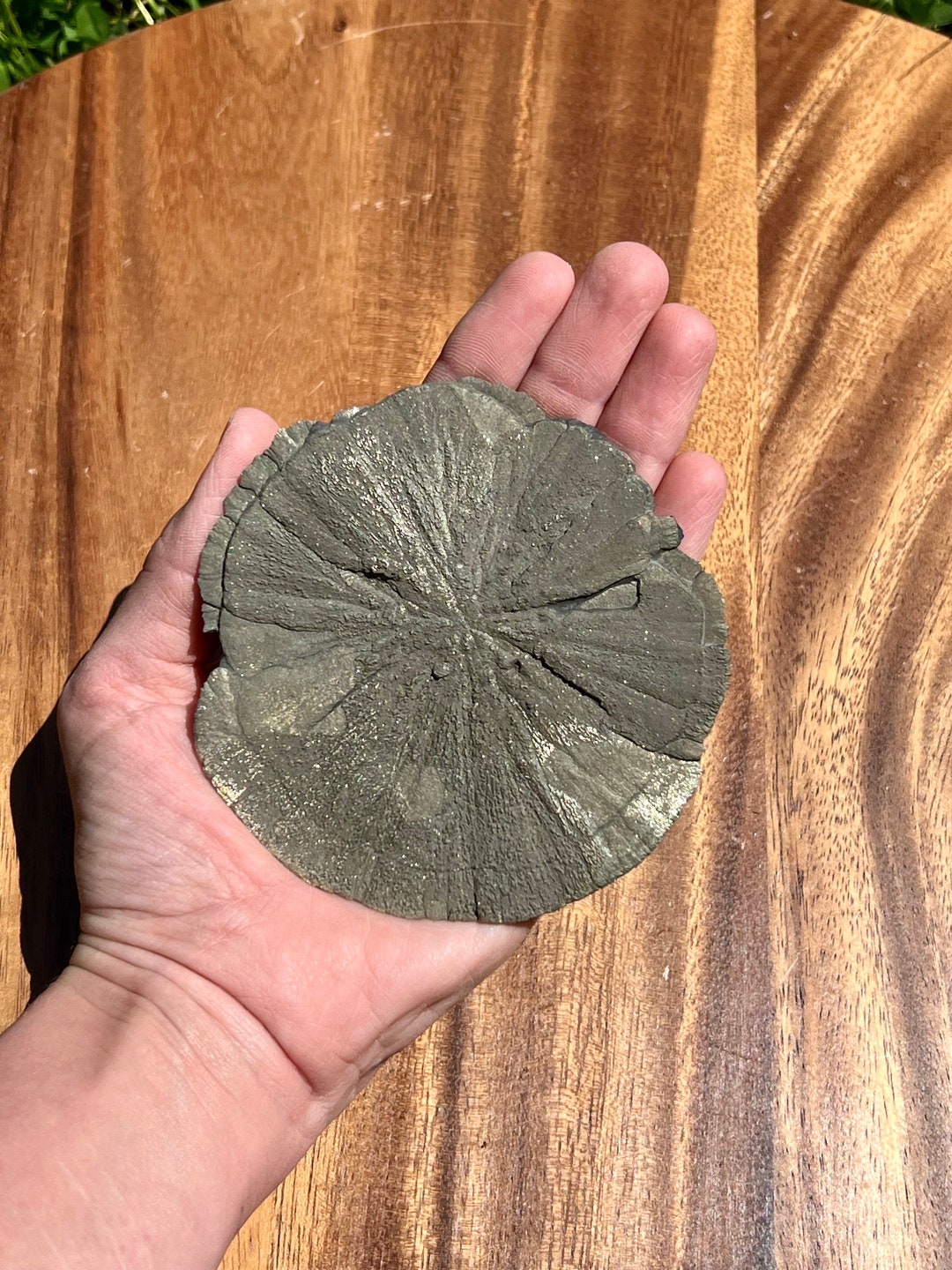 Large Pyrite Sun - Pyrite Sand Dollar - Pyrite Disc - Etsy