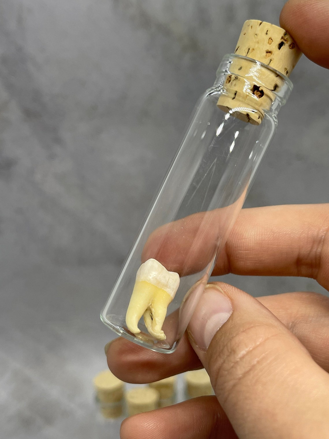Human Tooth in Glass Vial - Etsy