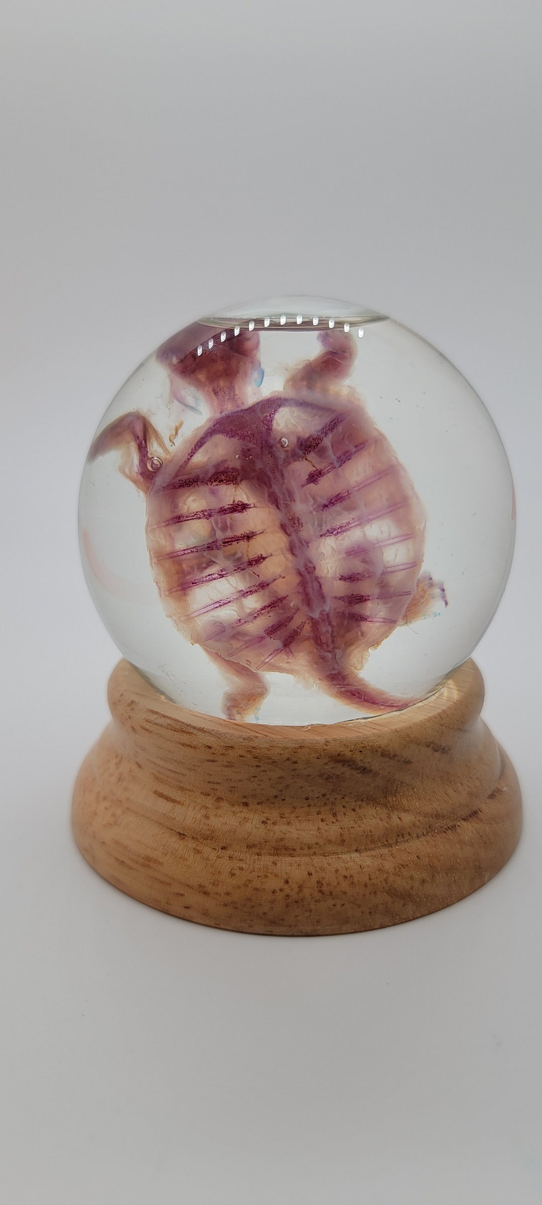 Diaphonized Baby Snapping Turtle - Etsy