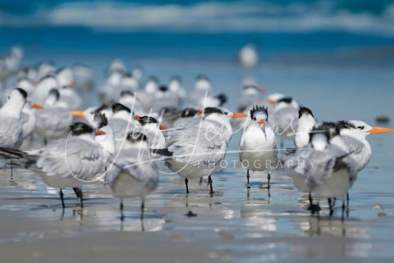 Beautiful Birds on a Beach Digital Download Photo for Print | Etsy