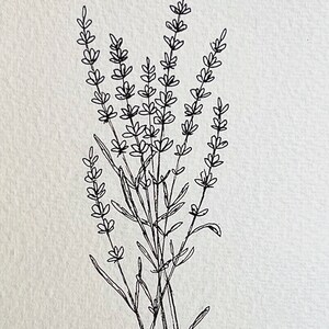 LAVENDER II Art Print - Unframed Floral Ink Sketch - Etsy
