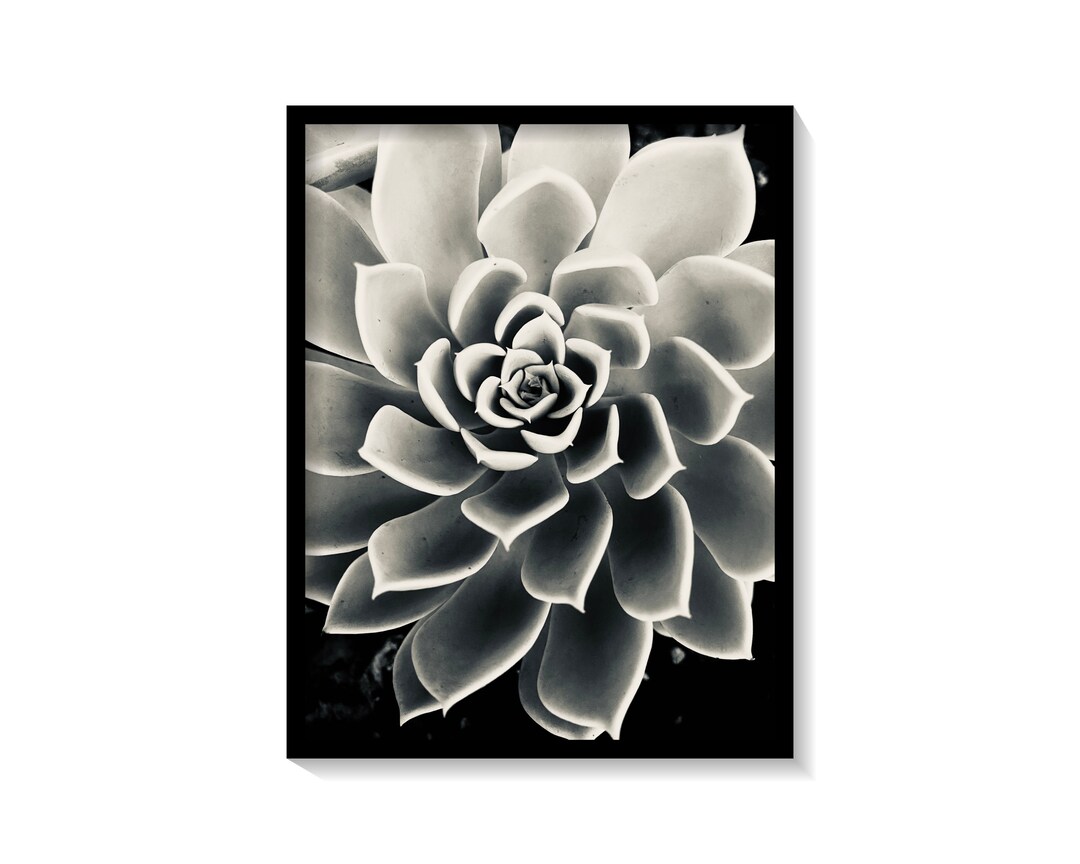 Printable Black and White Succulent Monotone Gray Hues Home Decor Wall ...