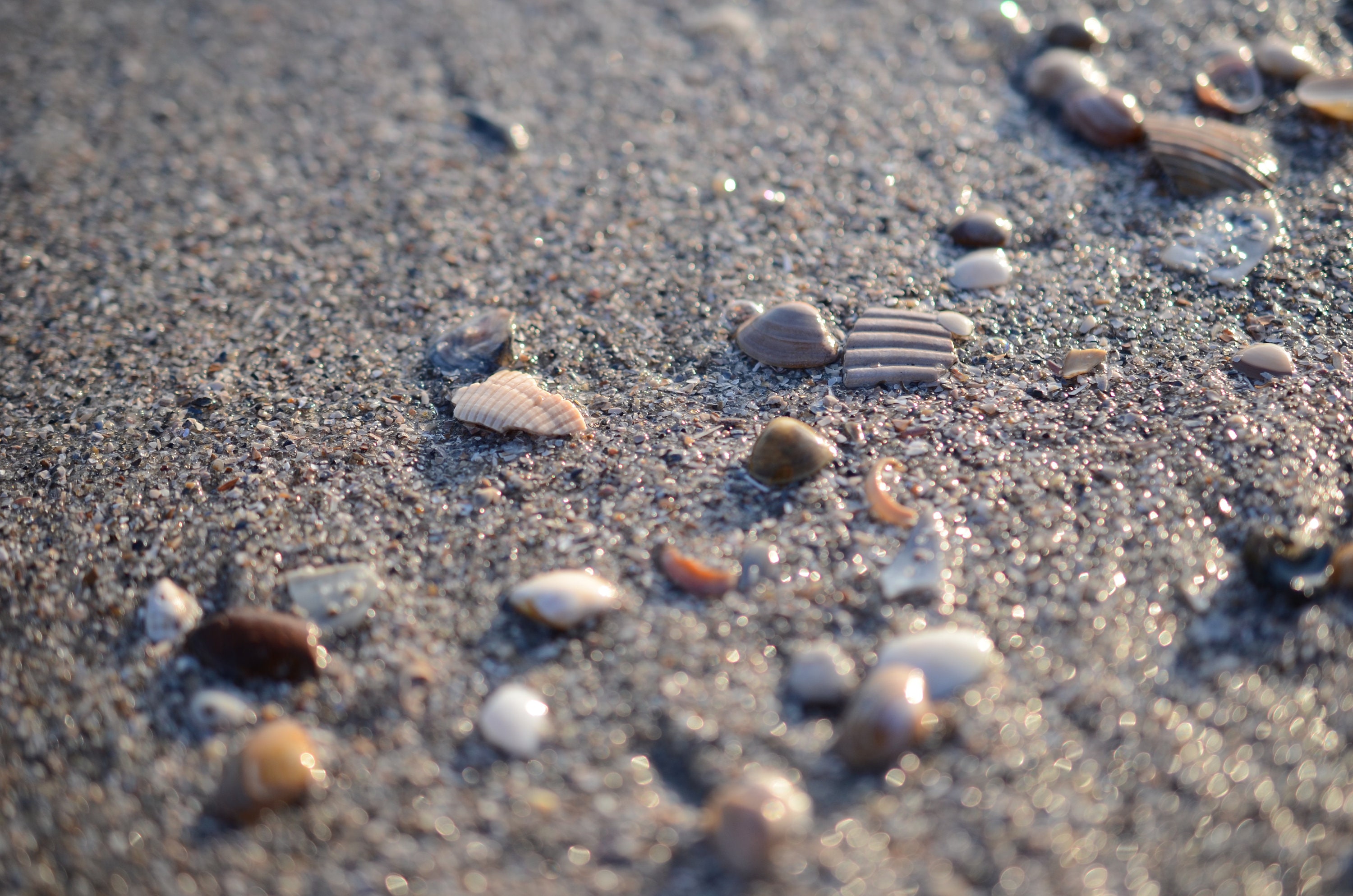 Folly Beach SC Seashells Beach Photography Folly Beach | Etsy
