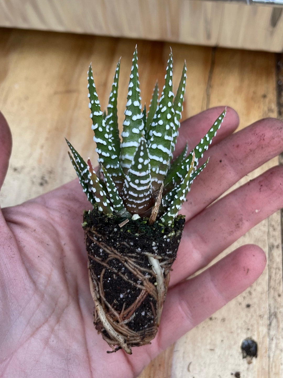 Zebra Plant Bare Root - Etsy