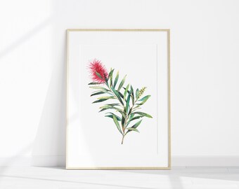 Watercolour Art Print A4 A3 Australian Native Botanical : | Etsy Australia