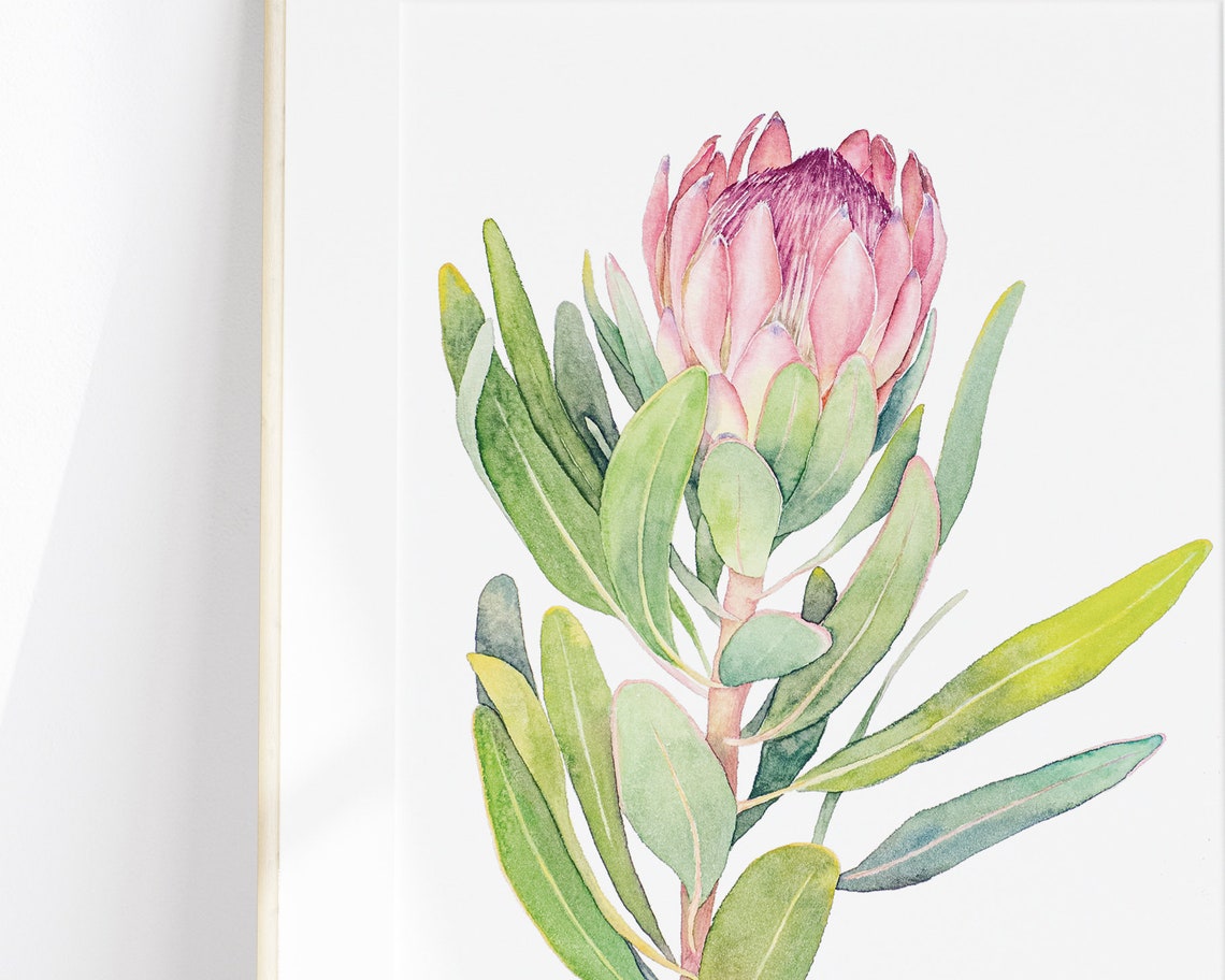 Watercolour Art Print A4 A3 Australian Native Botanical : - Etsy Australia