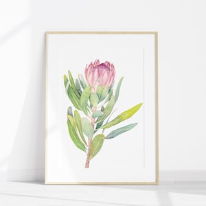 Watercolour Art Print A4 A3 Australian Native Botanical : - Etsy Australia